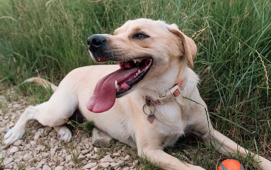 Active dog breeds that match your lifestyle