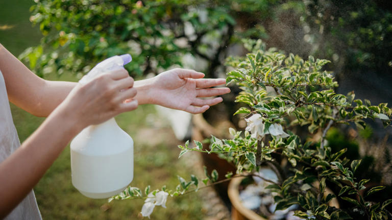 Not just mint: The two-ingredient spray that keeps bugs away