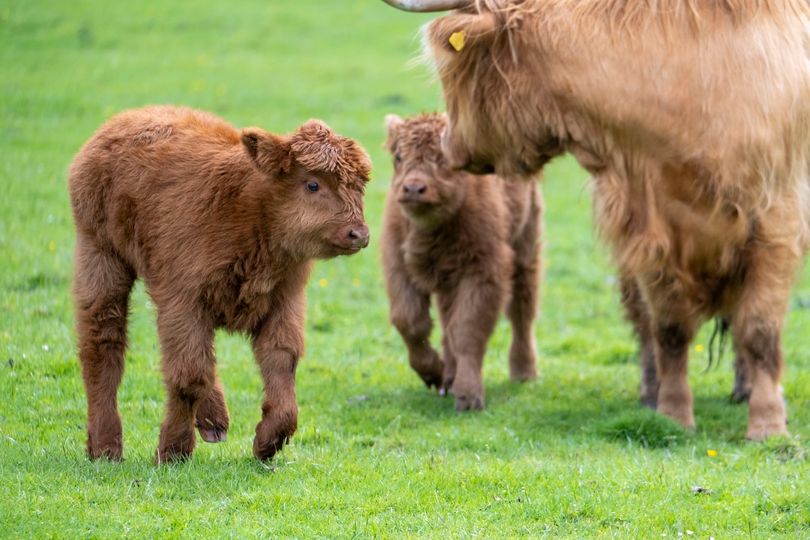 Adorable baby Highland cows arrive at museum just outside Glasgow