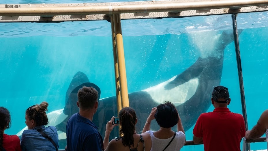 Hundreds watched as an orca dragged her underwater