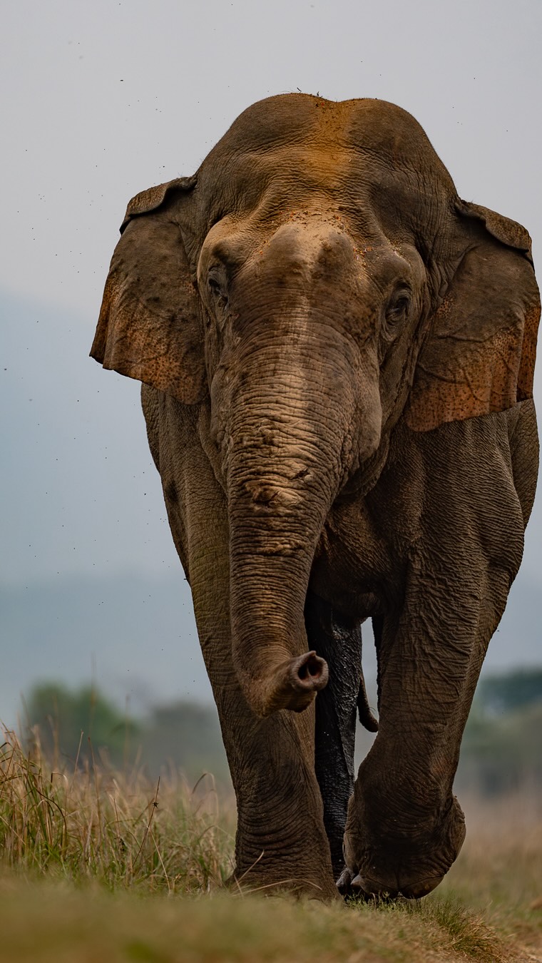 Wildlife photography tips to improve your skills