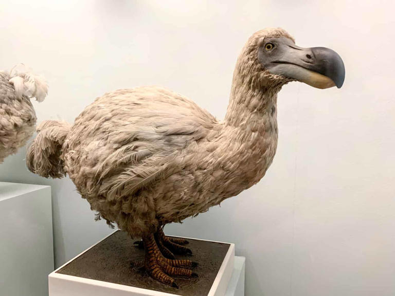 How the dodo’s trusting nature sealed its tragic fate