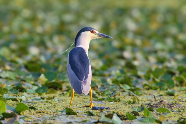 Black-crowned night herons fill New York City's waters — but a new ...