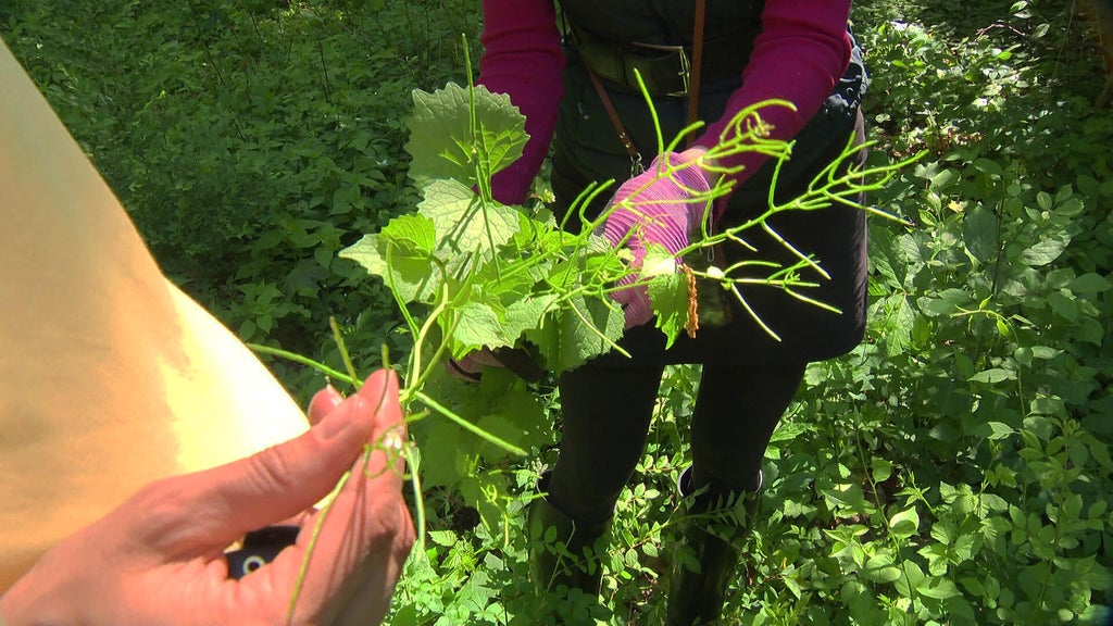 Garlic mustard is on the prohibited plant list in Massachusetts. Here's ...