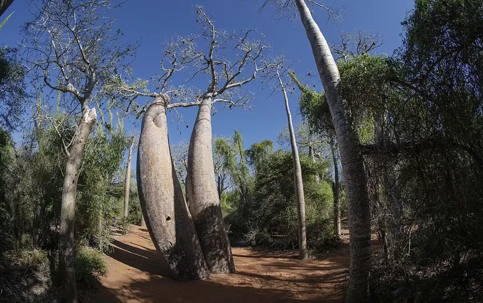 Madagascar’s baobab avenue and its timeless magic