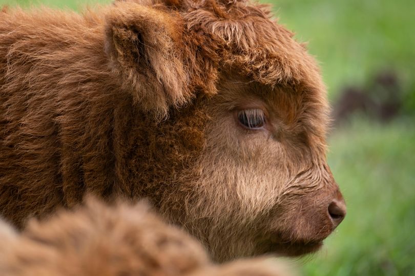 Adorable baby Highland cows arrive at museum just outside Glasgow