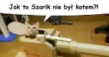 Kto rządzi w domu? Memy o psach i kotach to czyste złoto! Zobacz ...