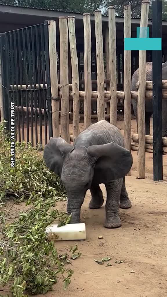 Life at a famous elephant sanctuary is never boring