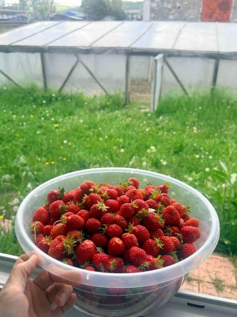 Çıldır Anaokulu öğrencileri çilek hasadında buluştu