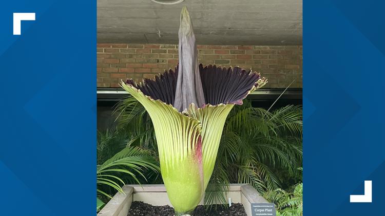 Corpse flower blooming at Cleveland Metroparks Zoo, creating smell of ...