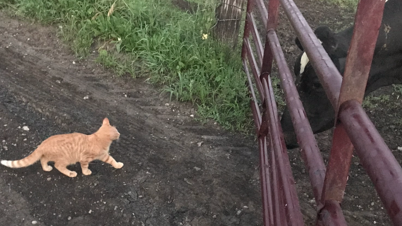 Wayne County reports three recent rabies cases