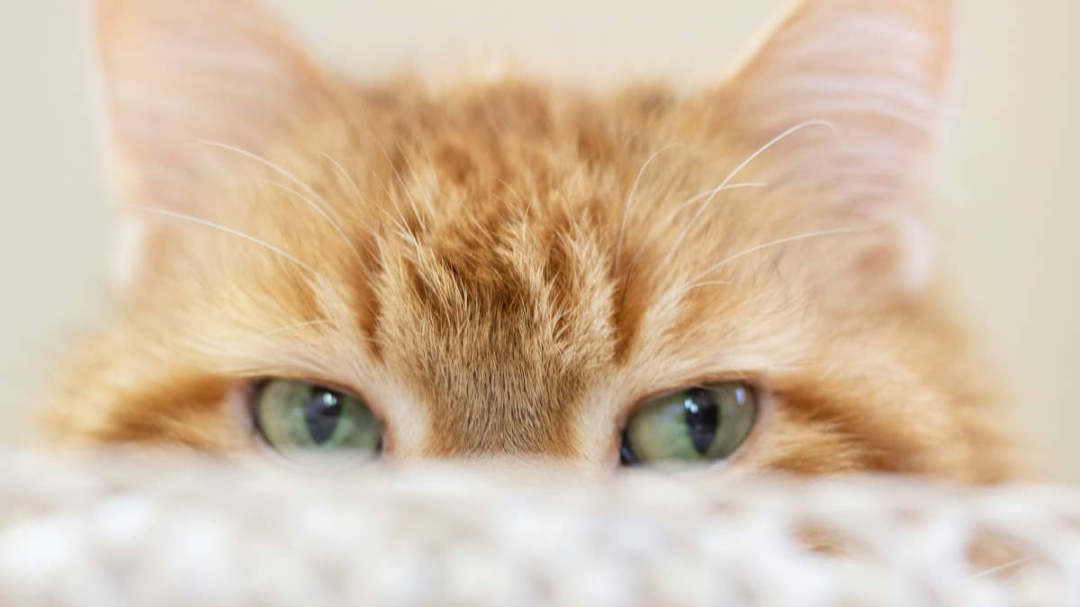 Chonky orange cat named 'Pumpkin' looks just like Emma Stone, and we ...