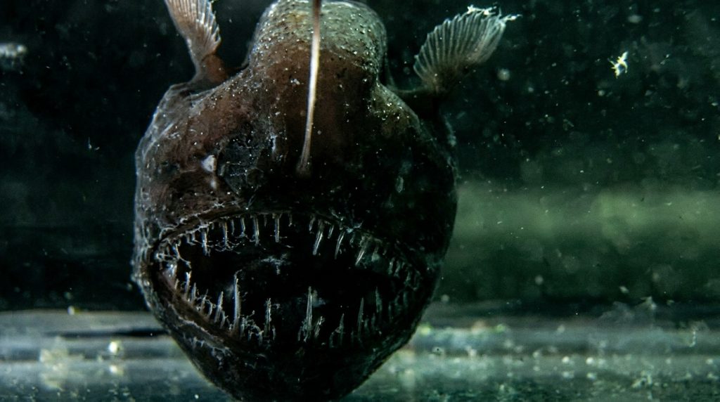 These real animals look so strange that people struggle to believe they ...