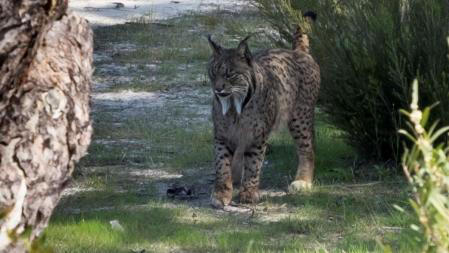 El lince ibérico alcanza cifras récord, pero siguen amenazados por los ...