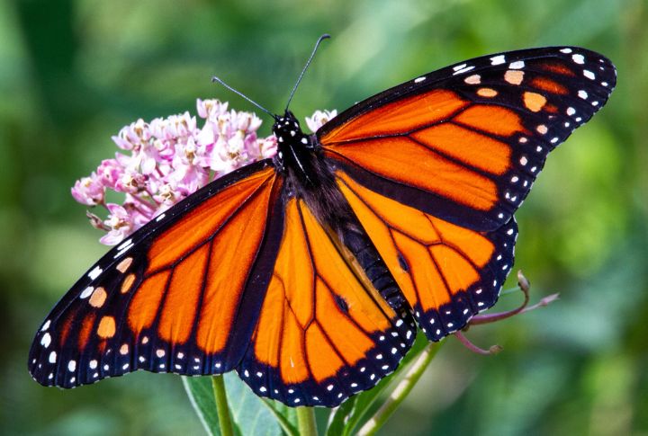 10 facts about the monarch butterfly's epic migration