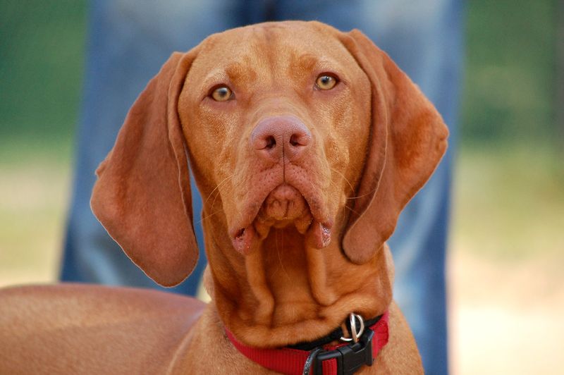 14 deeply social dog breeds that become unhappy without human closeness