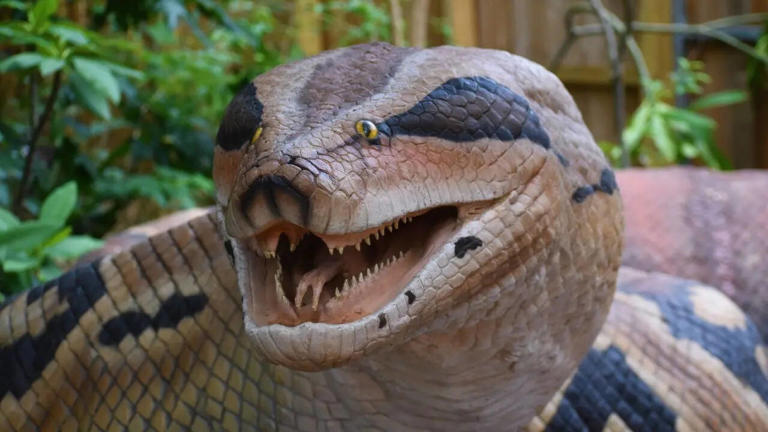 This is why most people fail to find snakes: How one can instantly spot ...