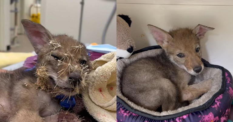 'Vet steps in': 4-week-old coyote pup frozen in fear, covered in ...