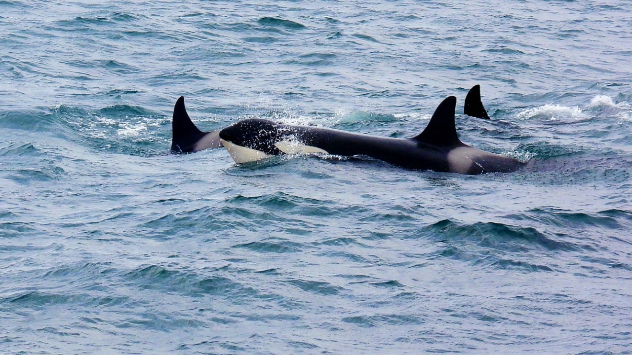 Orcas off Mexico flip great white sharks upside down and tear out the liver