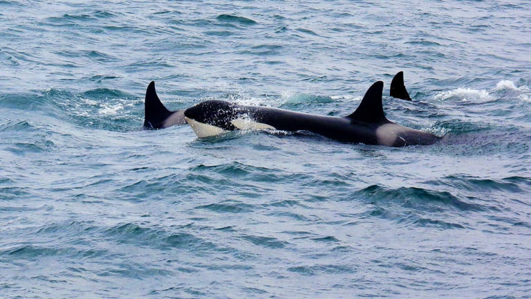 Orcas off Mexico flip great white sharks upside down and tear out the liver