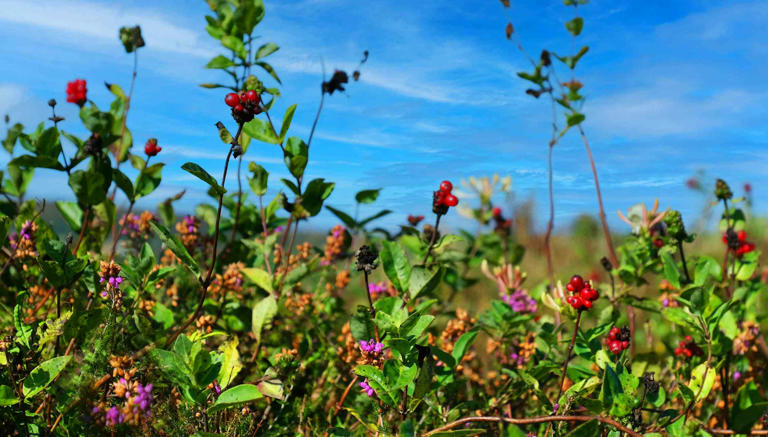 Farmers are key to restoring native woodlands – here’s what’s holding ...