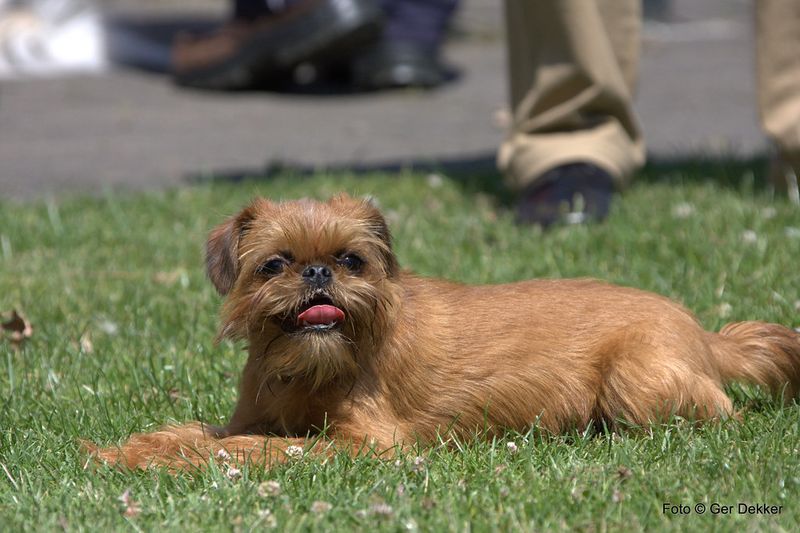 13 wildly unique dog breeds with personalities people become obsessed with