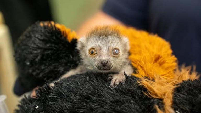 How cute: Abilene Zoo celebrates birth of first crowned lemur in its ...