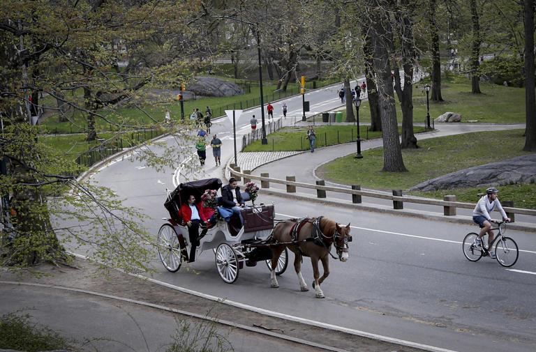 Carriage horse dies on camera in Central Park