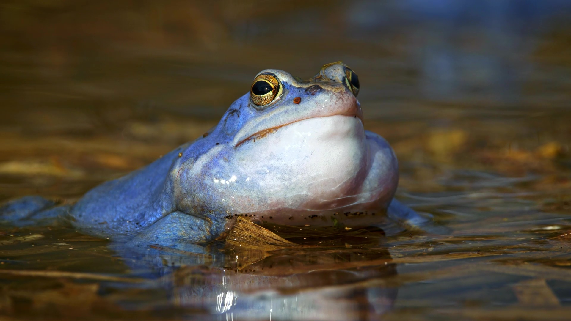 Inside the life of a moor frog during breeding season