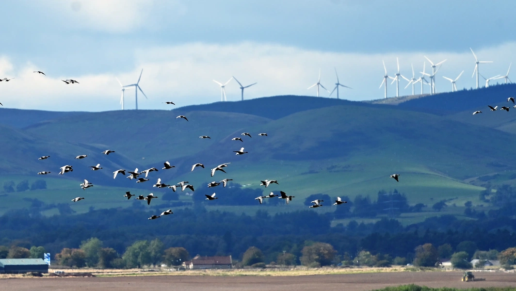 Swiss radar study offers new way to cut bird deaths at wind farms