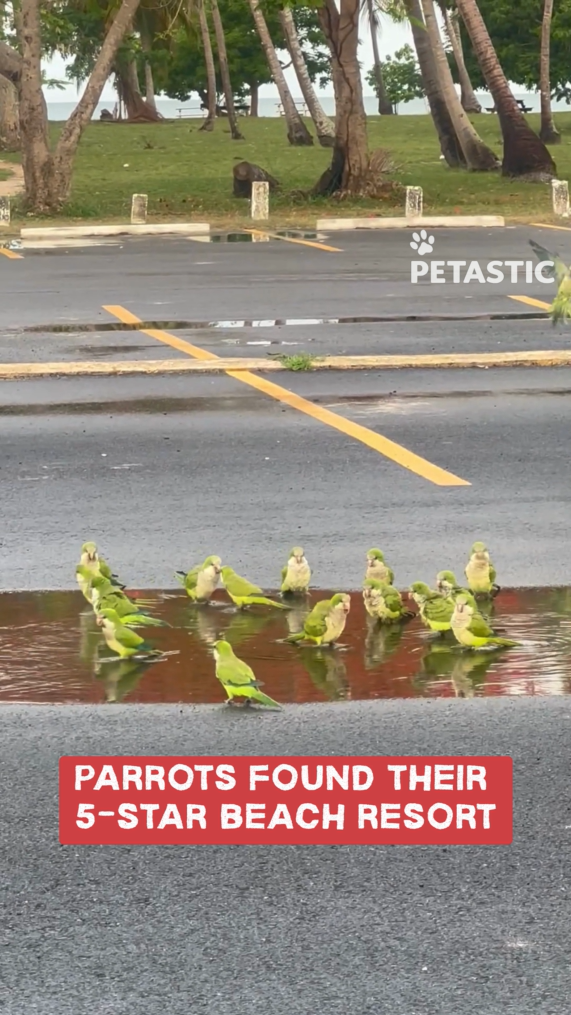 Quaker parrots play in a puddle