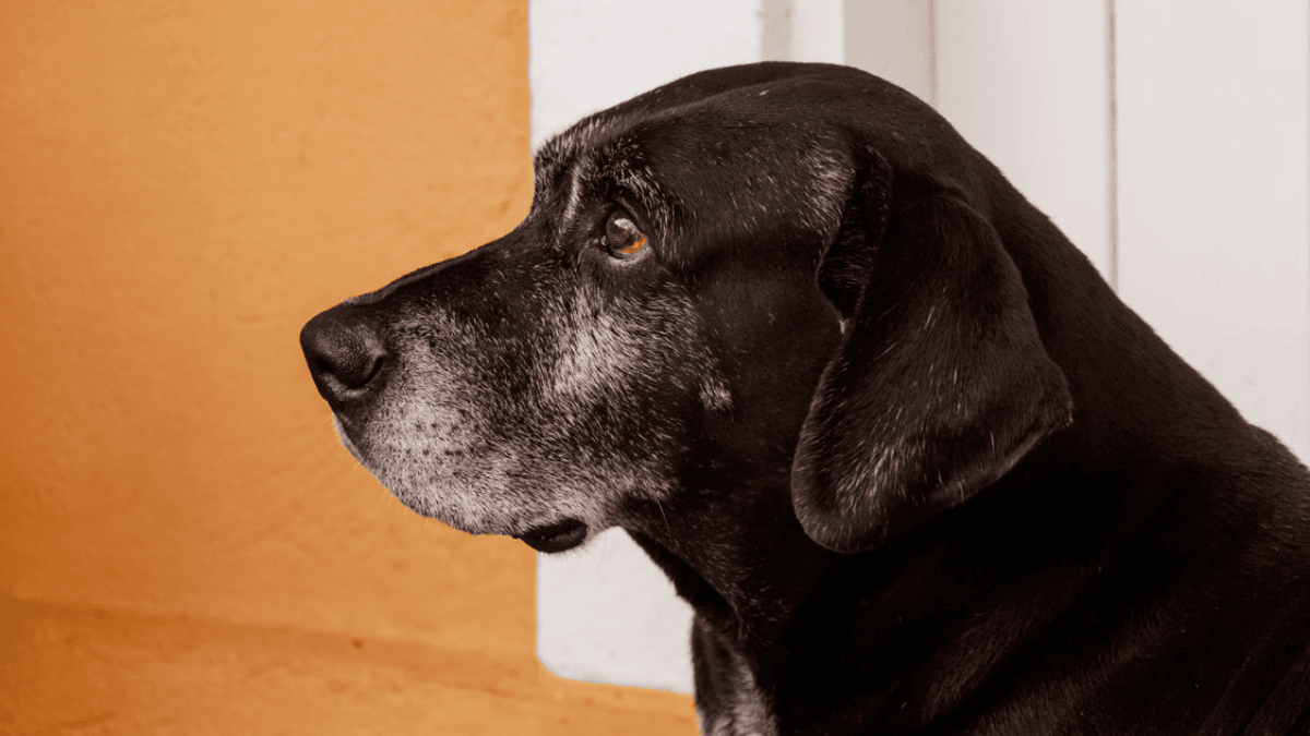 The final act of trust: what many dogs do near the end of life
