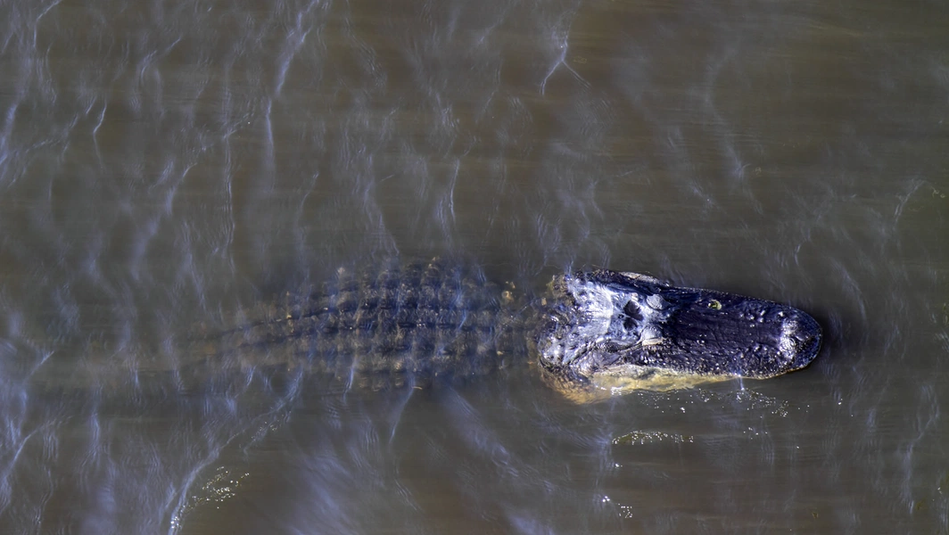 7 Florida locations with remarkable alligator populations