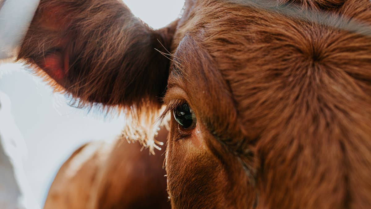 Emo cow goes viral saying 'It was never a phase'—internet dubs her 'E-Moo'