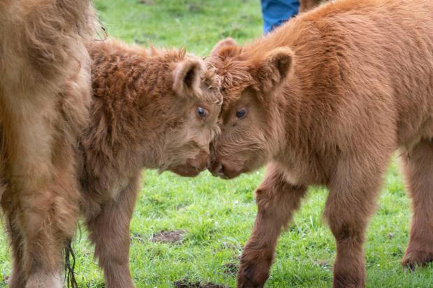 Meet the two adorable Highland calves delighting visitors at beloved ...