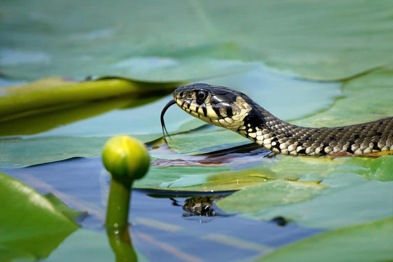 Michigan has more rattlesnakes in lakes than you think—here are 6 ...