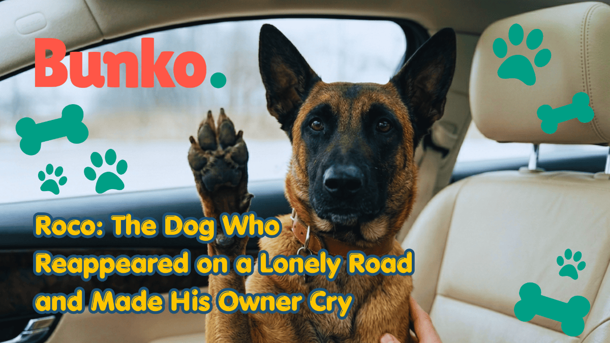 Roco: The dog who reappeared on a lonely road and made his owner cry