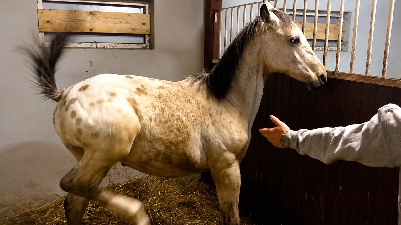 Young horse spent months tied in darkness - until one woman gave him ...