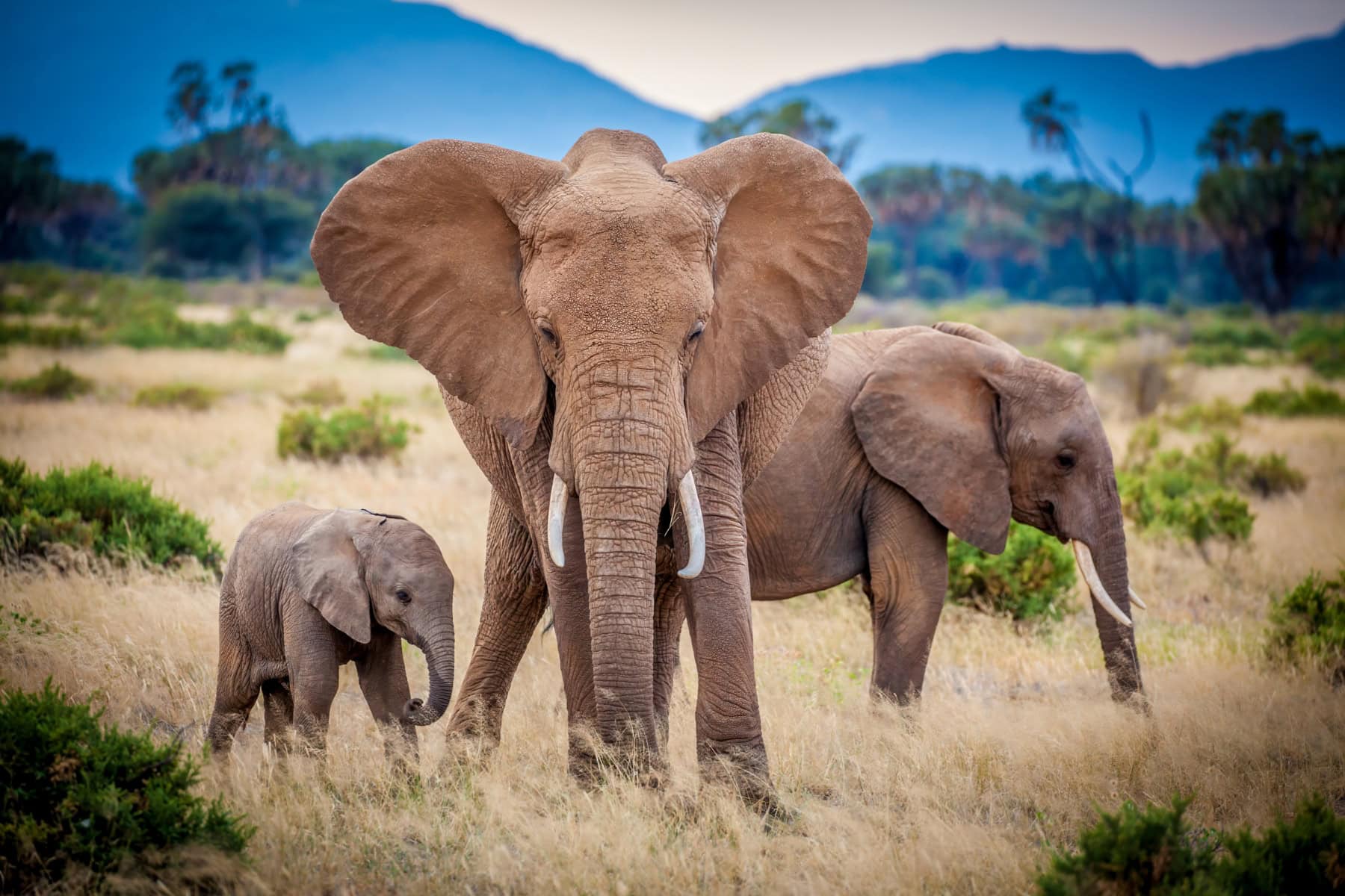 Wildlife bucket list: 8 encounters that changed the way we see the world