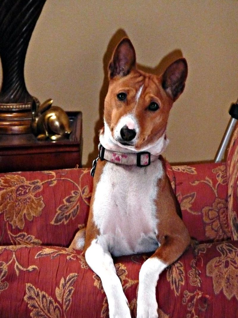13 wildly unique dog breeds with personalities people become obsessed with