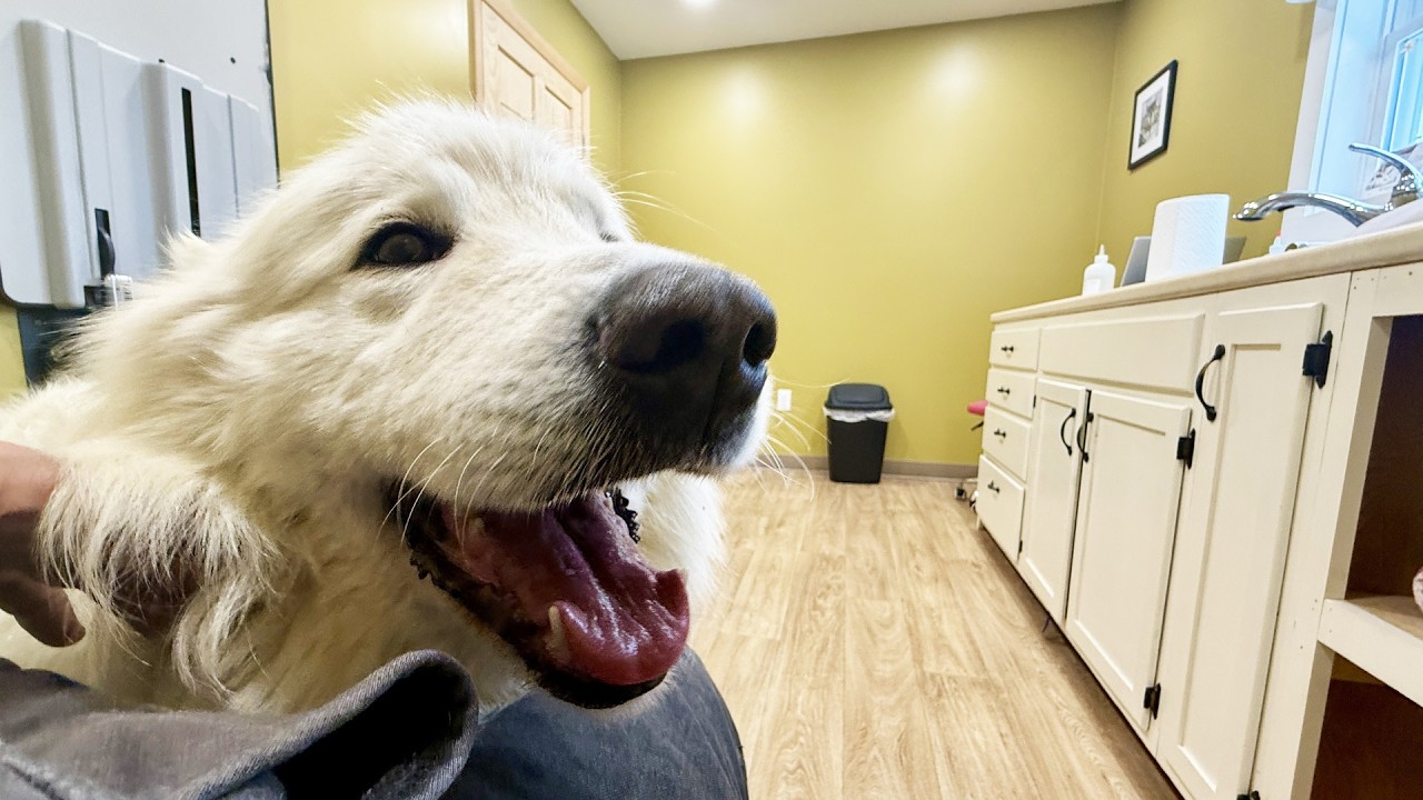 Discover why professional vet care for working farm dogs is unique
