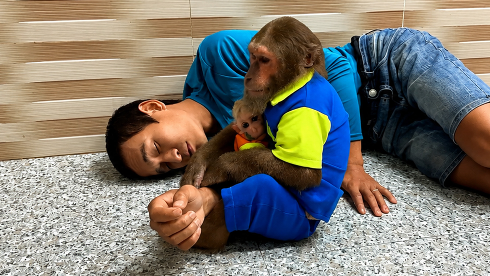 Dad Cannot Believe What CUTIS And Monkey Do At Night