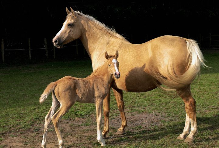 What makes palomino horses special? 10 facts you should know