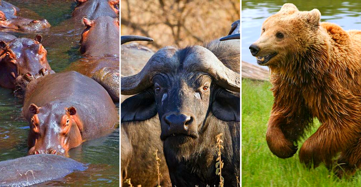 15 dangerous animals tourists accidentally get too close to