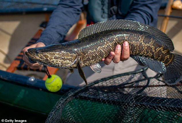 Americans told to cut head off of land-walking 'Frankenfish' invading ...