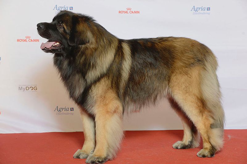 13 giant dog breeds that completely change life at home – plus expert ...