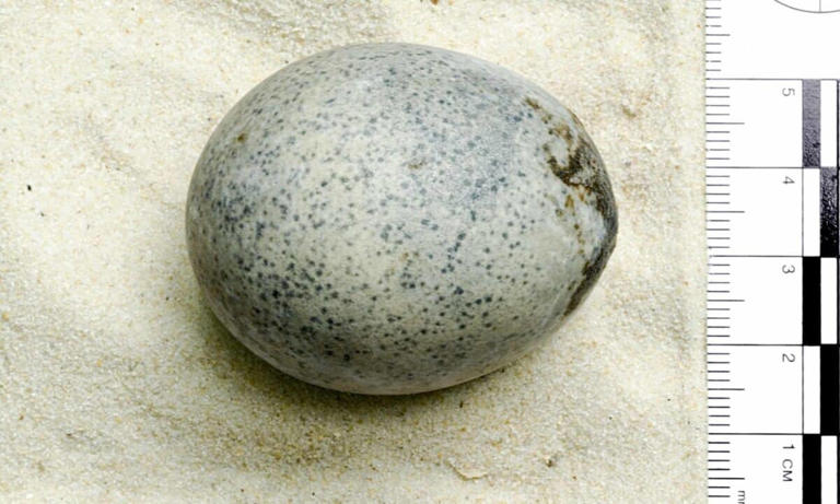 A Roman-era egg found in an English pit still holds its original liquid ...