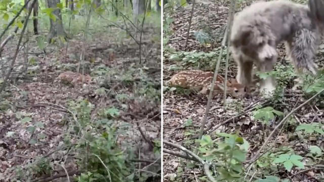 Baby deer's camouflage is so good that dog doesn't realize he's ...
