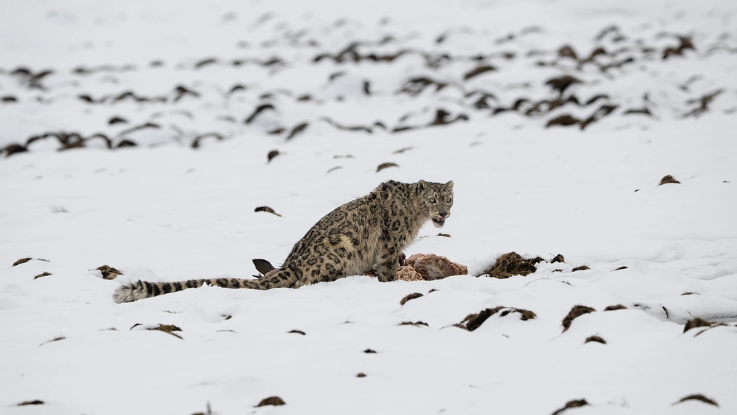 8 award-winning and adorable animal moments