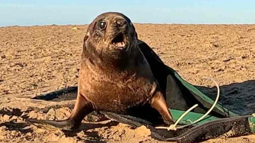A terrified seal was trapped in plastic until rescuers saw his face